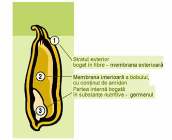 Fibrele alimentare