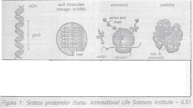 Organisme modificate genetic, intre stiinta si siguranta alimentara