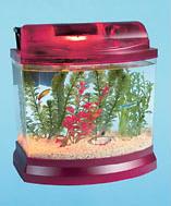 Constructia unui acvariu - Amenajarea acvariului