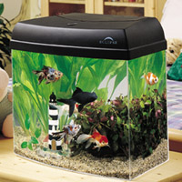 Constructia unui acvariu - Amenajarea acvariului