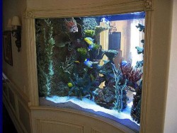 Constructia unui acvariu - Amenajarea acvariului