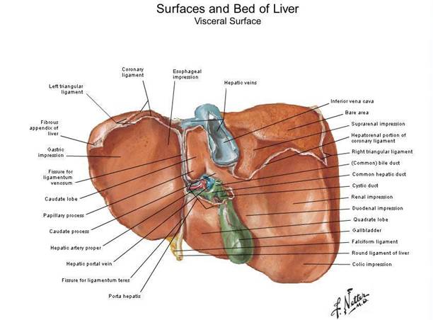 Ficatul - Caile biliare