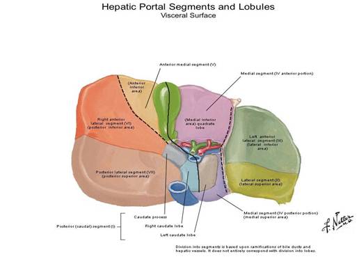 Ficatul - Caile biliare