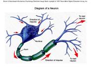 FISA DE EVALUARE - CLASA A VII-A SISTEMUL NERVOS