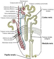 Anatomie macroscopica