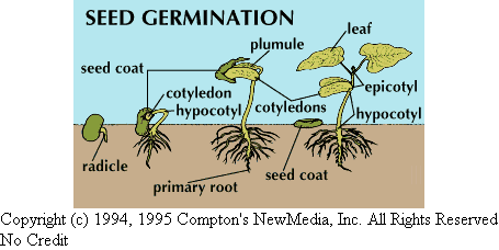 Gradina si gradinaritul