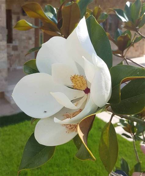 Cum se planteaza o magnolie - pas cu pas si imagini de la plantare