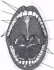 Descrierea cavitatii bucale