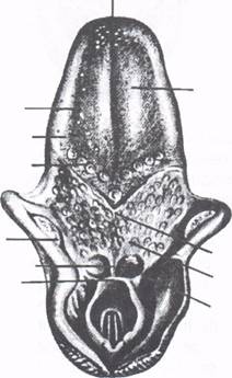 Descrierea cavitatii bucale