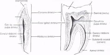 Descrierea cavitatii bucale