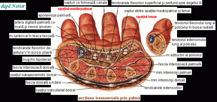 SUPURATIILE DEGETELOR SI ALE MAINII