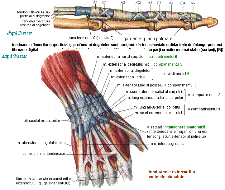 SUPURATIILE DEGETELOR SI ALE MAINII