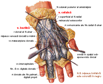 SUPURATIILE DEGETELOR SI ALE MAINII