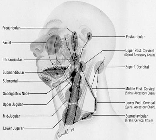 Tumorile capului & gatului
