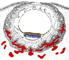 ELEMENTE TEORETICE FUNDAMENTALE PRIVIND ONTOGENEZA