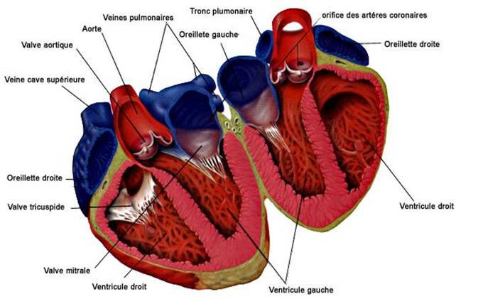 DIDACTIC BIOLOGIE - CLASA A 6-a