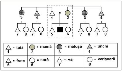 Rudenie si descendenta. Categoriile de rudenie, consangvinitatea ...