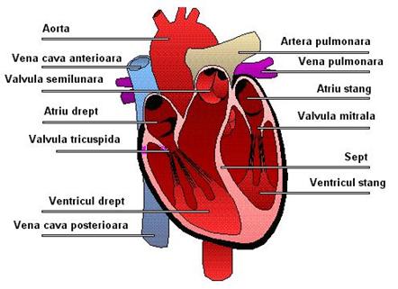 BIOMECANICA LICHIDELOR; HEMODINAMICA